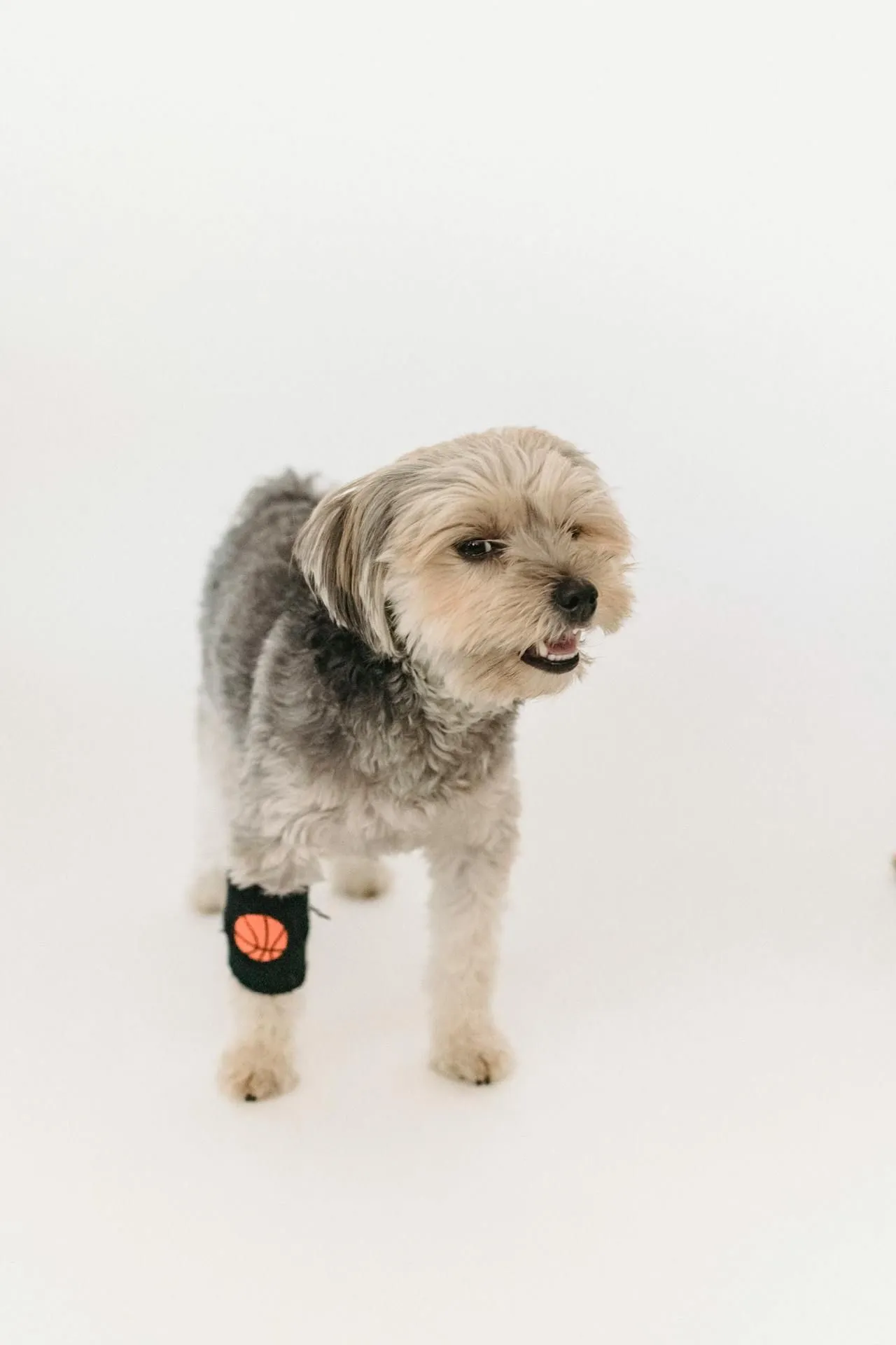 How to Get Rid of Fleas: A Step-by-Step Elimination Plan