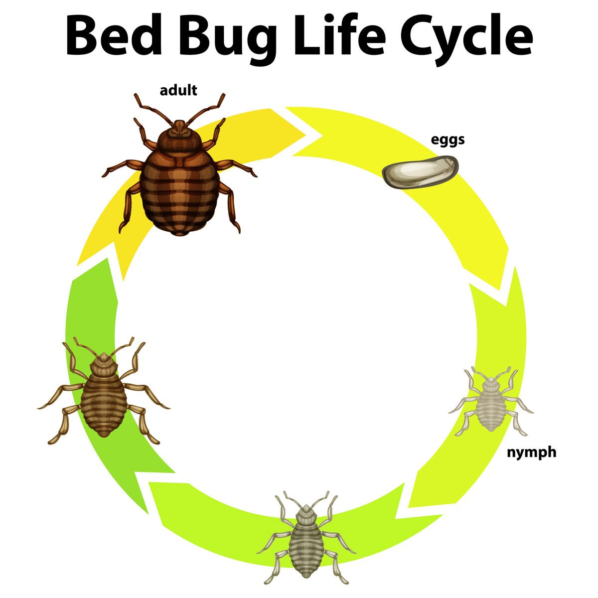 What Size Are Baby Bed Bugs Pestwhisperer