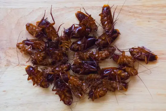 How Big Can A Cockroach Get Pestwhisperer
